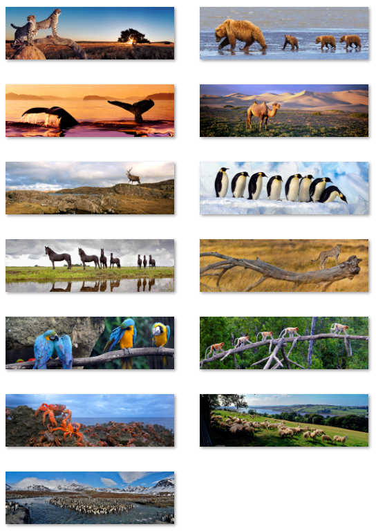 Animals Dual Screen Duel