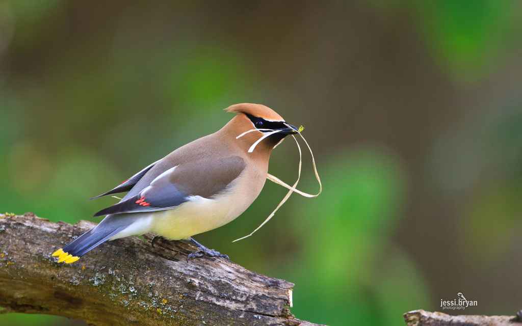 Bird Tumblr Themes