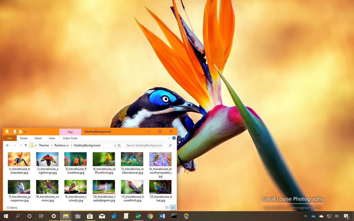 Rainbow of Birds theme for Windows 10 (download) - Pureinfotech