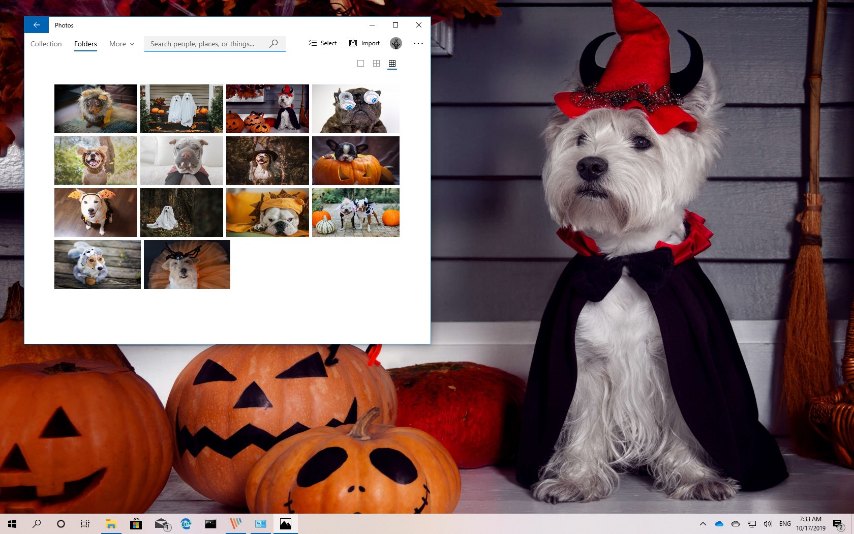Dogs In Disguise theme for Windows 10 (download) - Pureinfotech