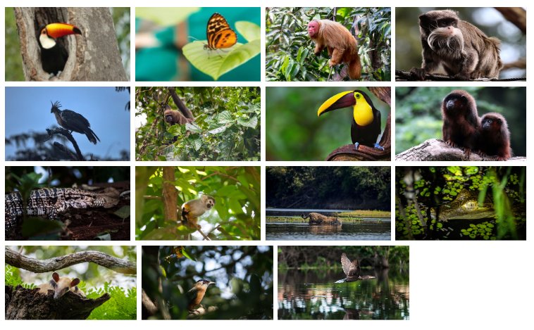 Amazon Wildlife theme for Windows 10 (download) - Pureinfotech