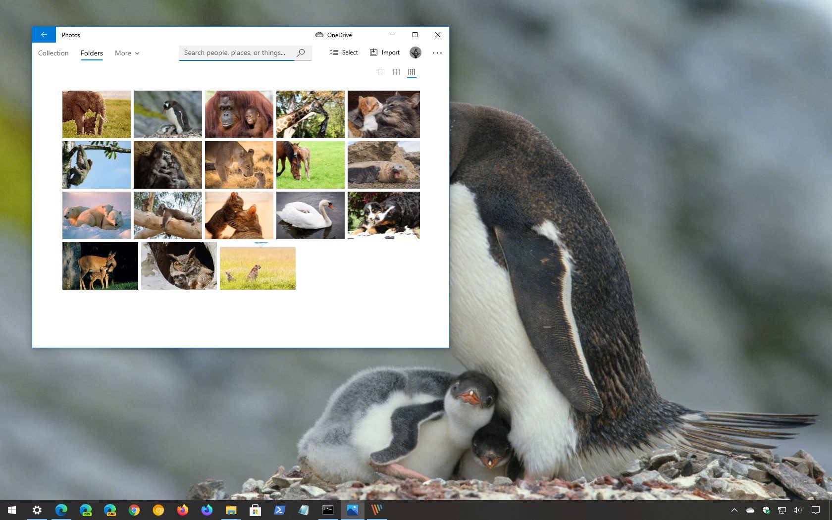 Animal Mothers theme for Windows 10 (download) - Pureinfotech