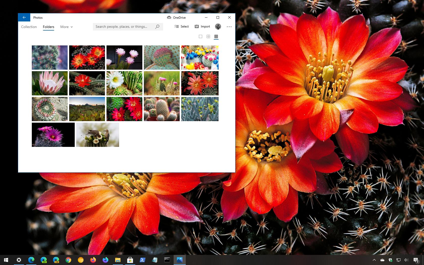 Cactus Flowers theme for Windows 10 (download) - Pureinfotech